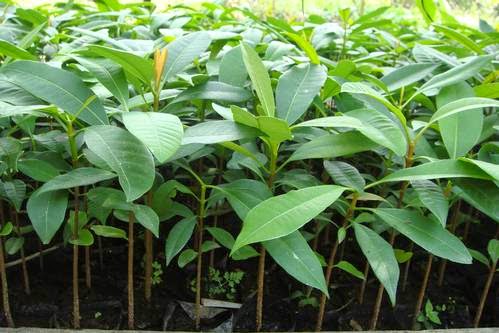 Pohon Jelutung (Dyera spp) | SUKU DAYAK