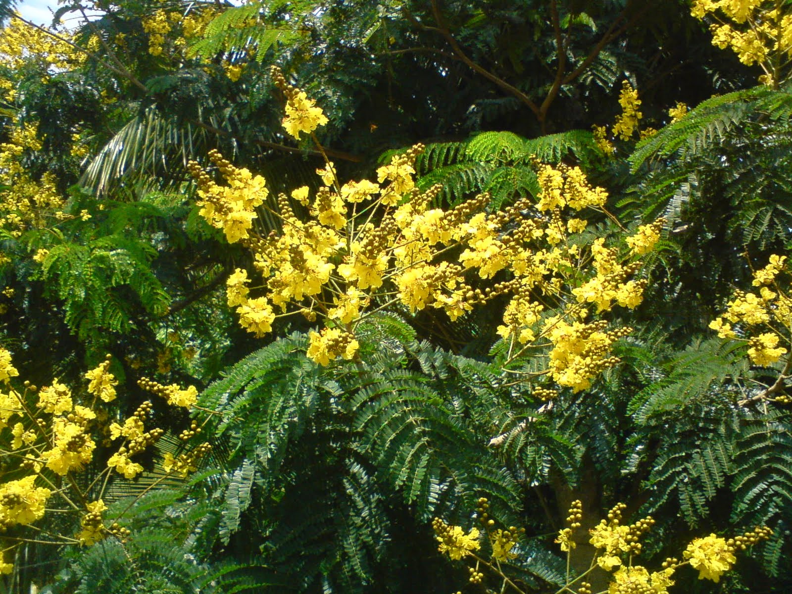 My Pictures Blog: Radhachura