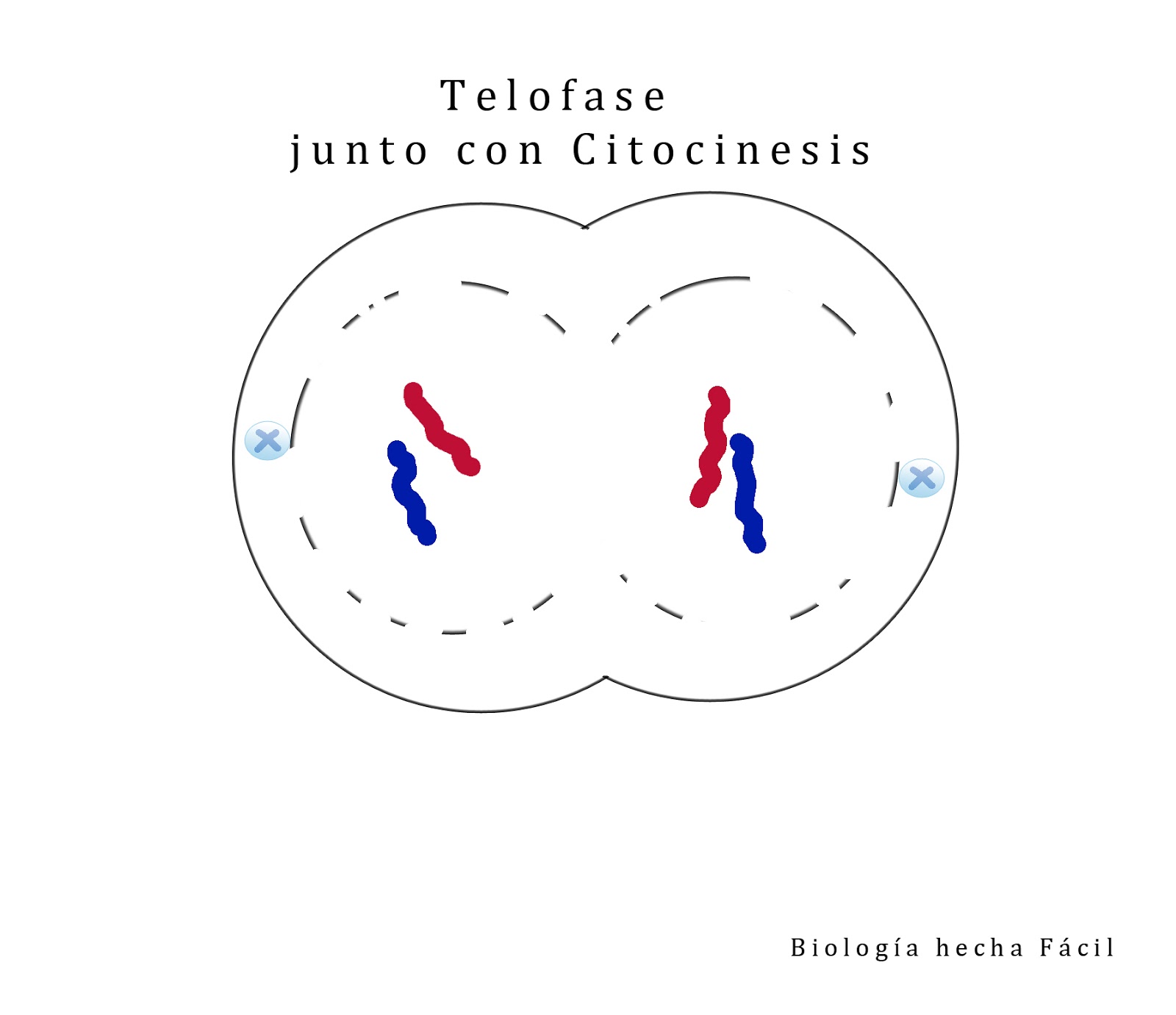 Biología hecha Fácil: Mitosis paso a paso, en imágenes