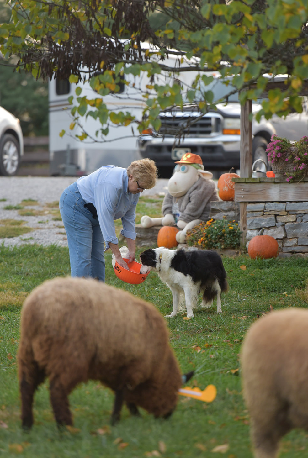 Punkin's Patch: Sheep Trick Or Treat