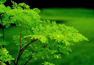 Moringa(Kalamungay tree)-- vegetable/herbal plant ~ PlantHub