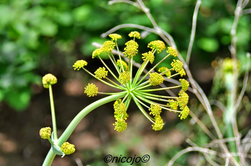 Foto's en korte verhalen uit Spanje: Thapsia villosa (Umbellifera / sub ...