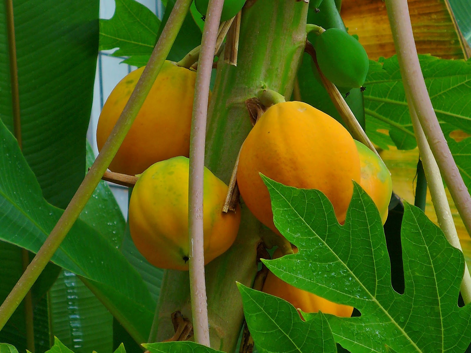 Healthy Food: Benefits of Papaya Fruit