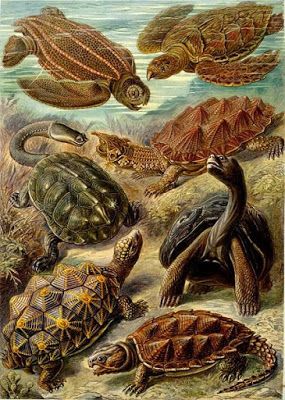 TORTUGAS