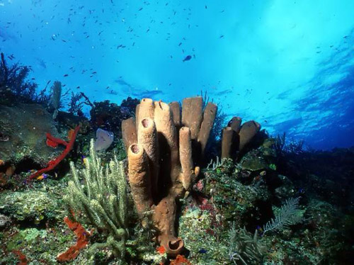 HONDURAS: RESERVAS MARINAS HONDUREÑAS