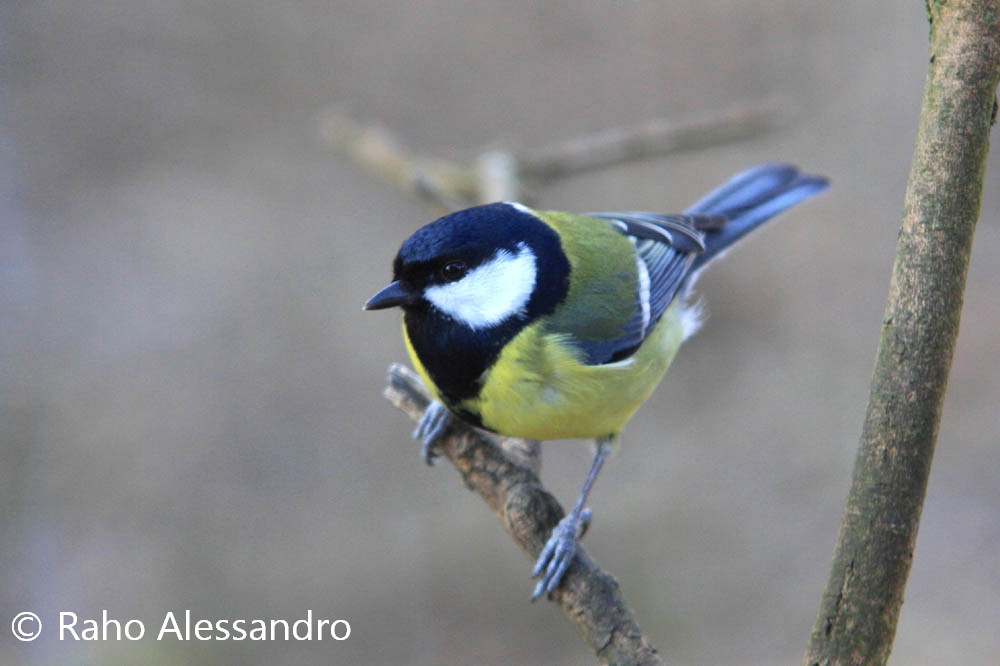 l'Osservatorio dei Neorniti: Passeriformi: Cinciallegra