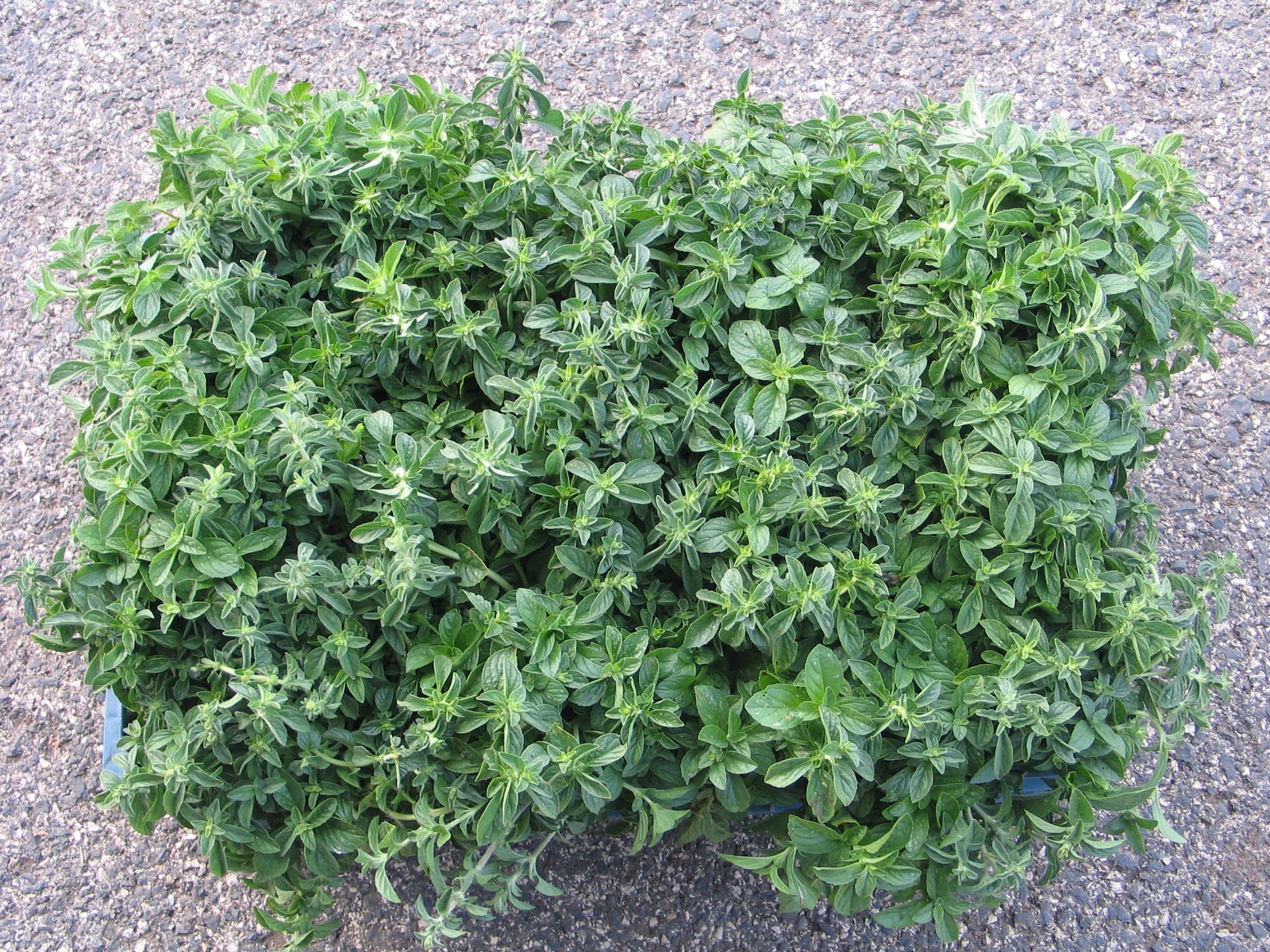 Receitas do Mercado: Chá de poejo