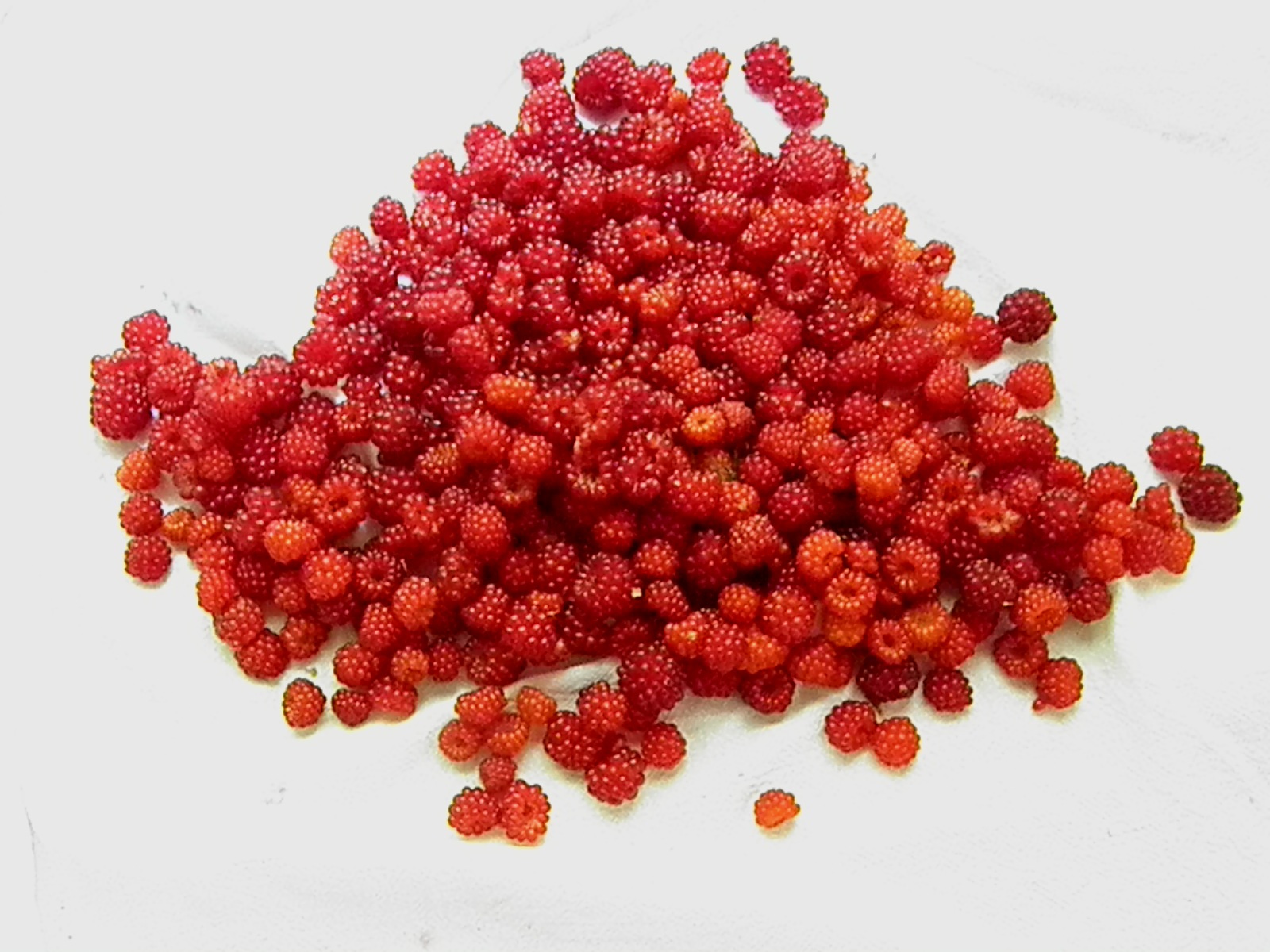 Deluxe Raspberry Tart