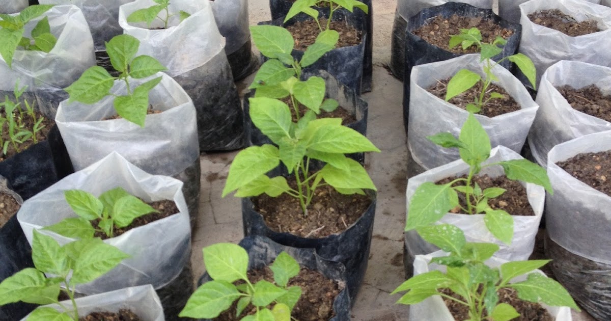 Jom Tanam Sayur ( JTS ) : Jom Tanam Sayur - Tanam CiliJom Tanam Sayur ...