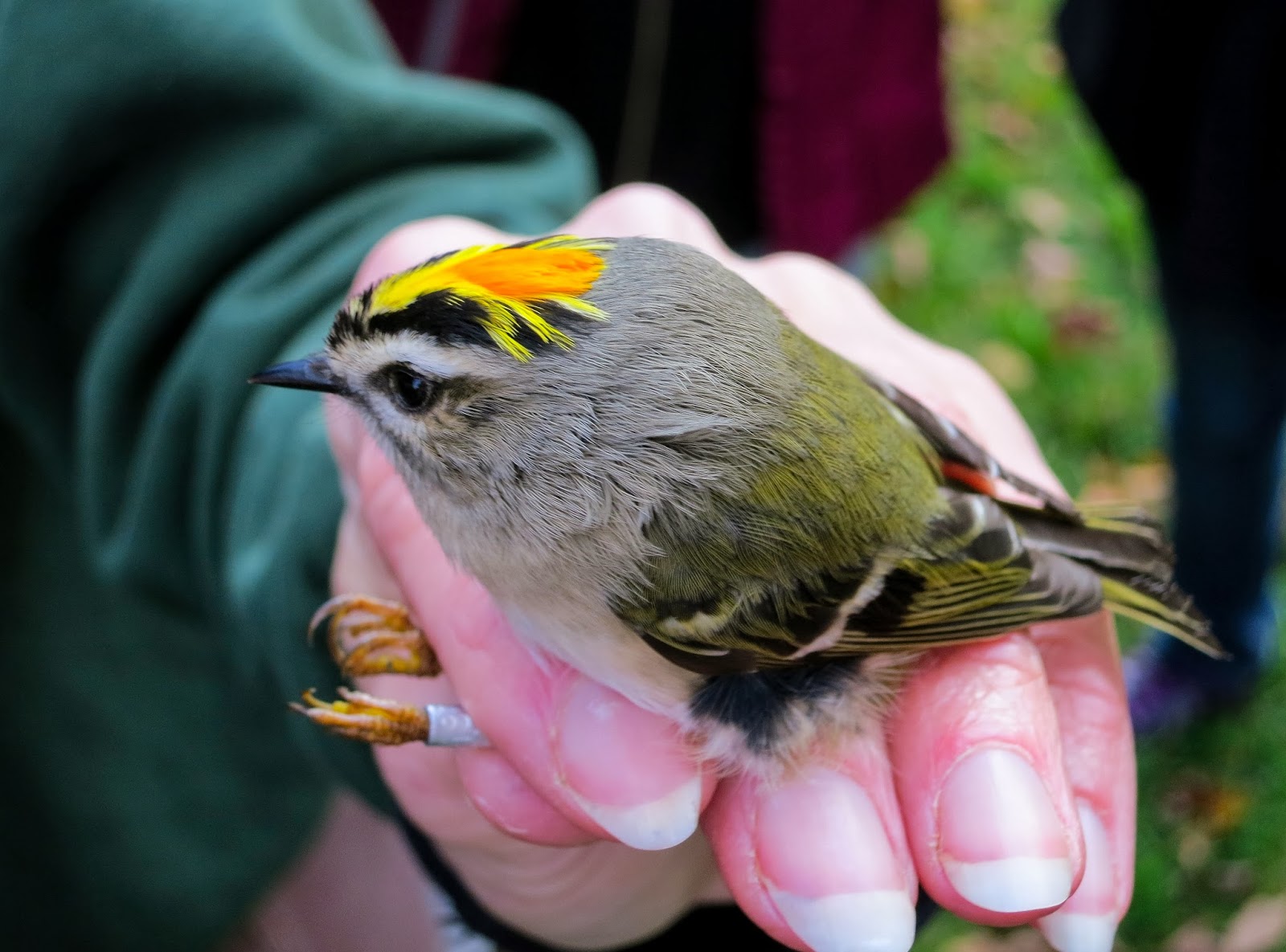 On the Subject of Nature: Golden-Crowned Kinglet