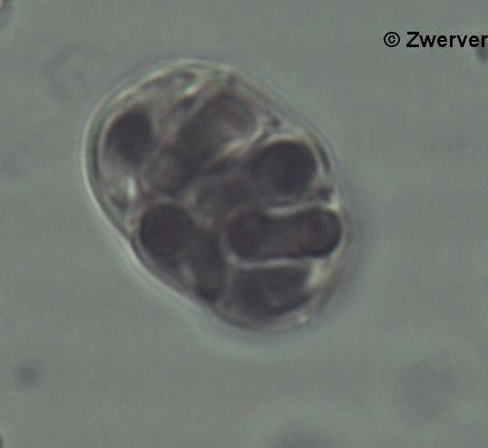 - Northern plankton -: Nephrochlamys allanthoidea Korshikov 1953