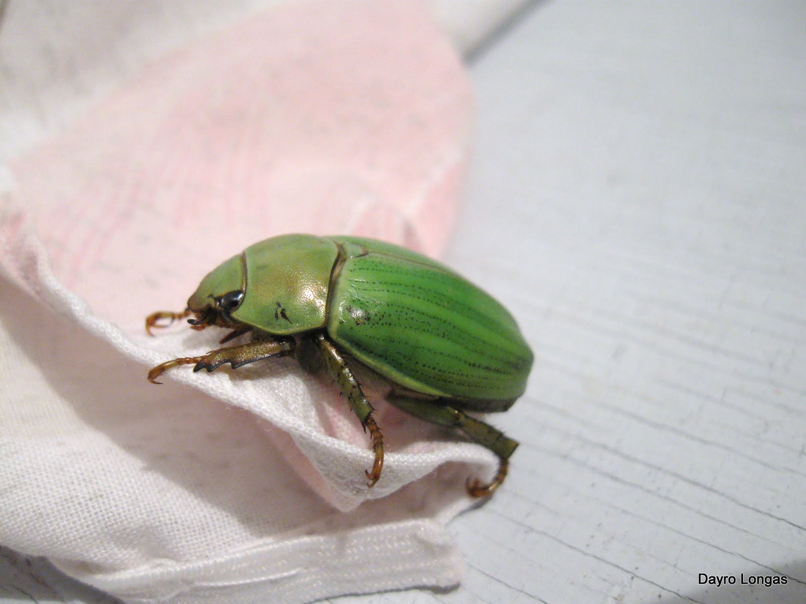 Fauna de Colombia - Wildlife Colombia: Escarabajos o Cucarrones