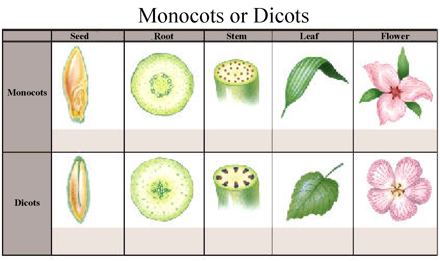 Pictures Of A Monocot WordPress Blog
