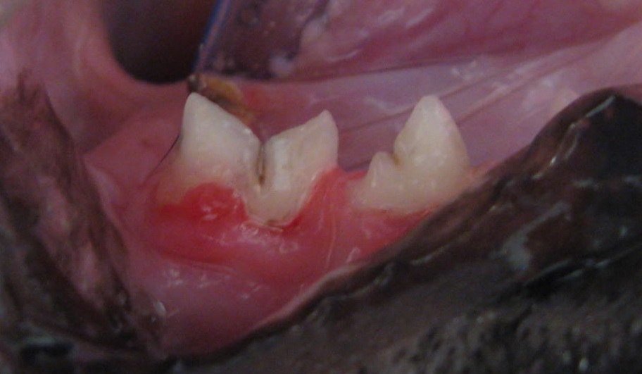 45 Top Photos Resorptive Lesions In Cats - Tooth Resorption ...