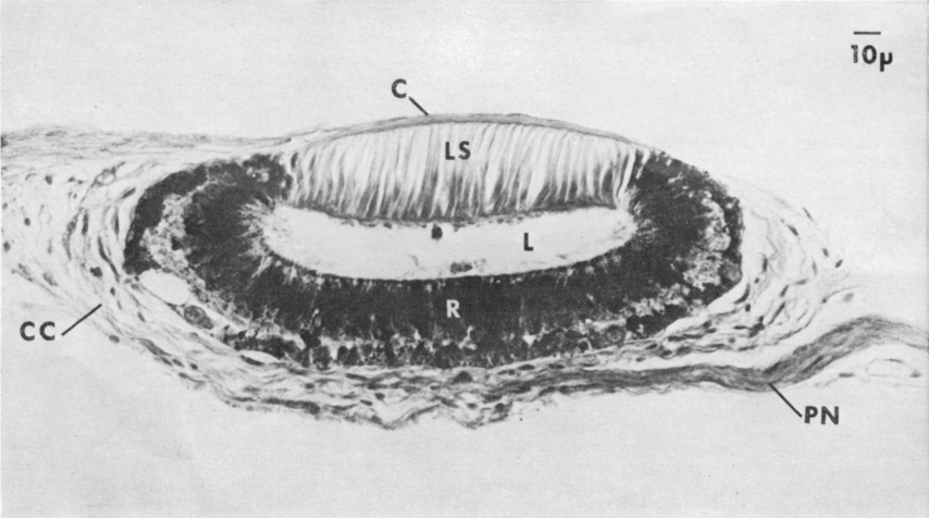 Life is short, but snakes are long: January 2017