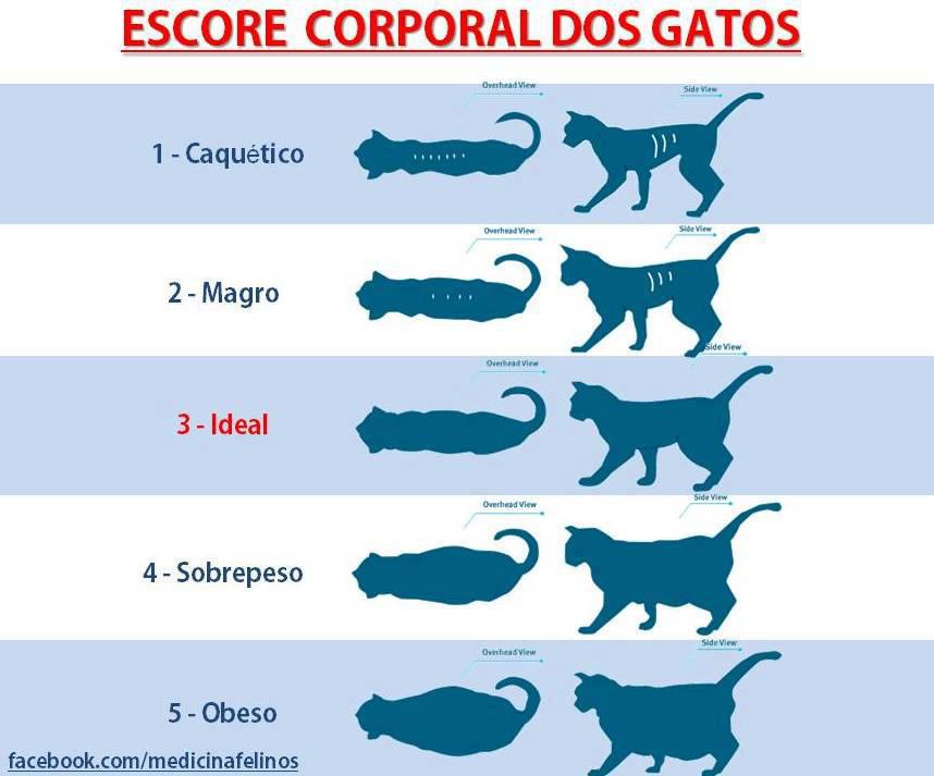 Assuntos de Medicina Veterinária: Janeiro 2013