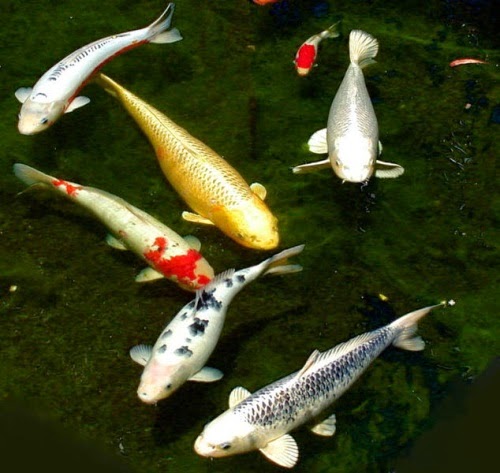 Peces de laguna: Peces de Lagunas