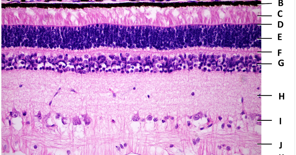 SOS BIOLOGIA CELULAR Y TISULAR: OJO. RETINA Y COROIDES. EYE. Retina and ...