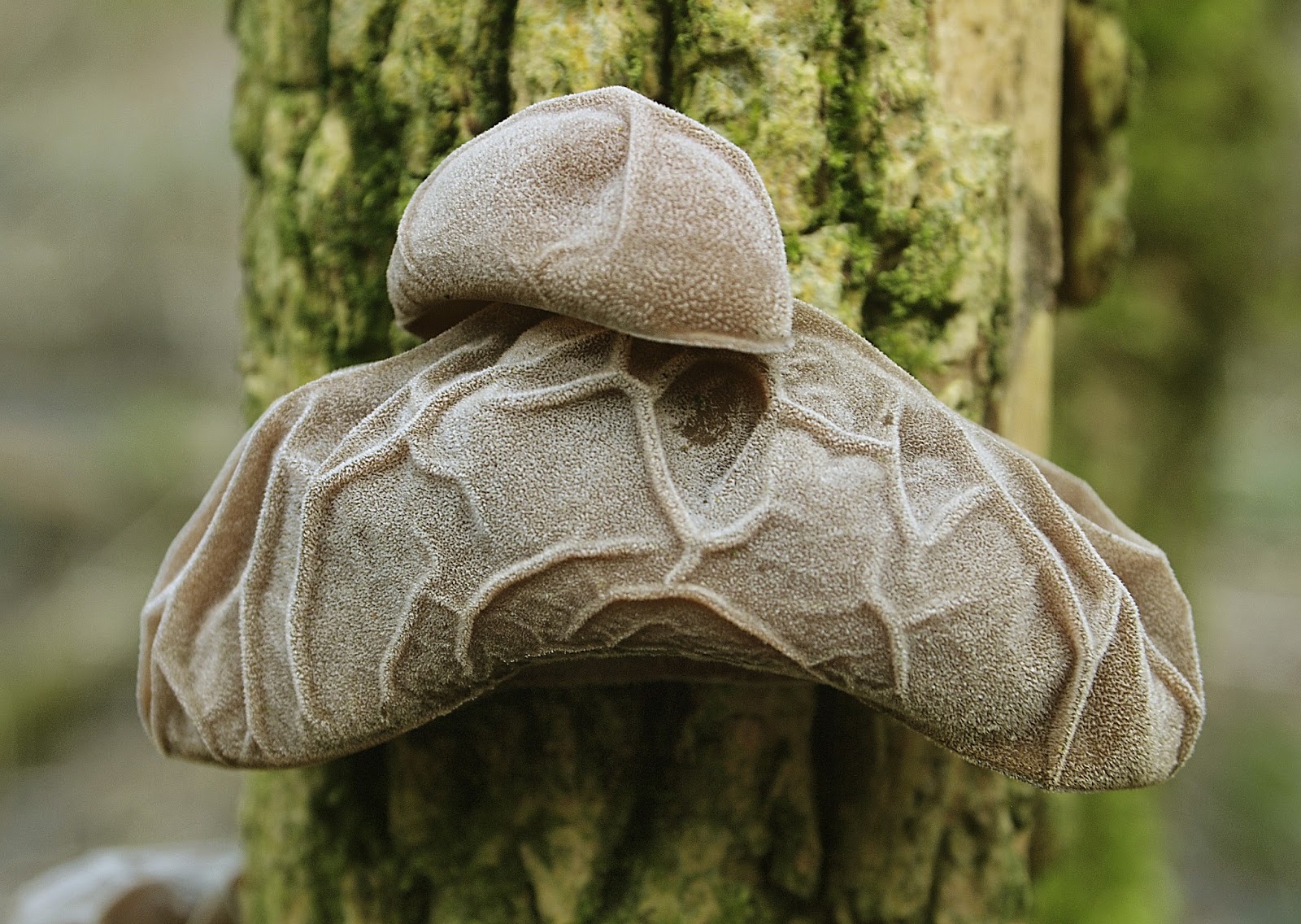 Calderdale Fungi - Halifax Scientific Society - Mycology Section: North ...