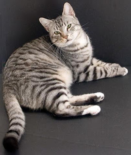 Deanna's Blog: The Genes That Give Tabby Cats Their Stripe Patterns