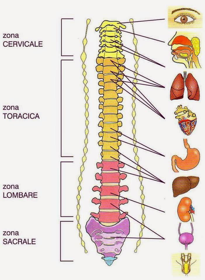 Somatotopie e zone riflesse colonna vertebrale | Antonella Cromopuntura ...