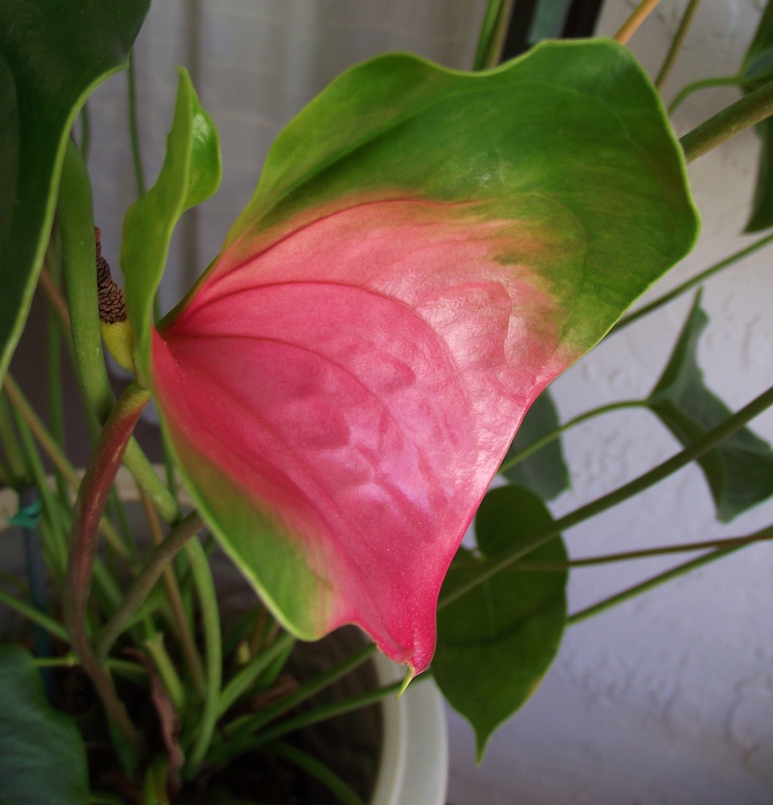 A WHITEWASHED COTTAGE: Pink Peace Lily