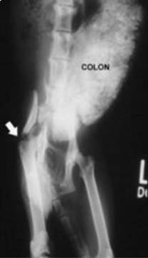 Vet Inspiration: MEGACOLON PADA ANJING DAN KUCING