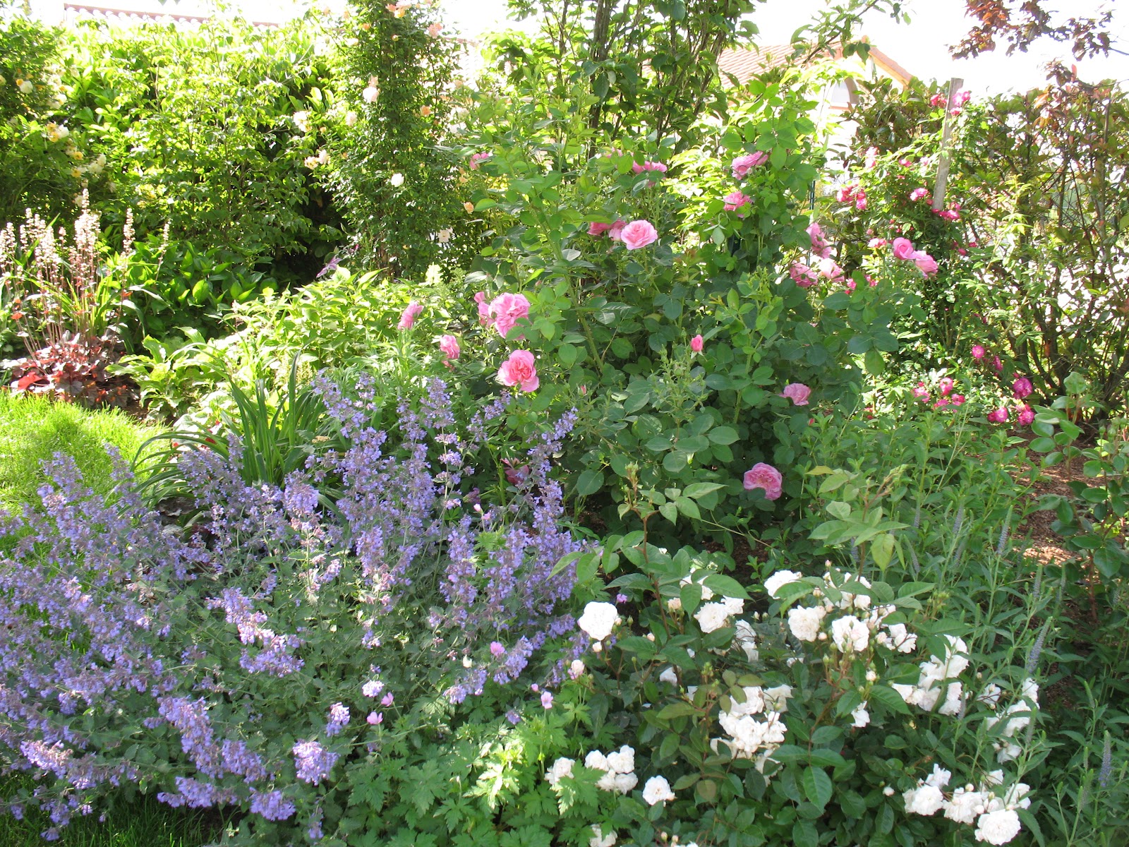 Roses du jardin Chêneland: Rosier "Hyde Hall"