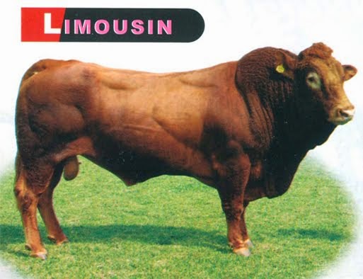 GAMBAR SAPI LIMOUSINE / SAPI LIMOSIN 19 | Sarang Sapi