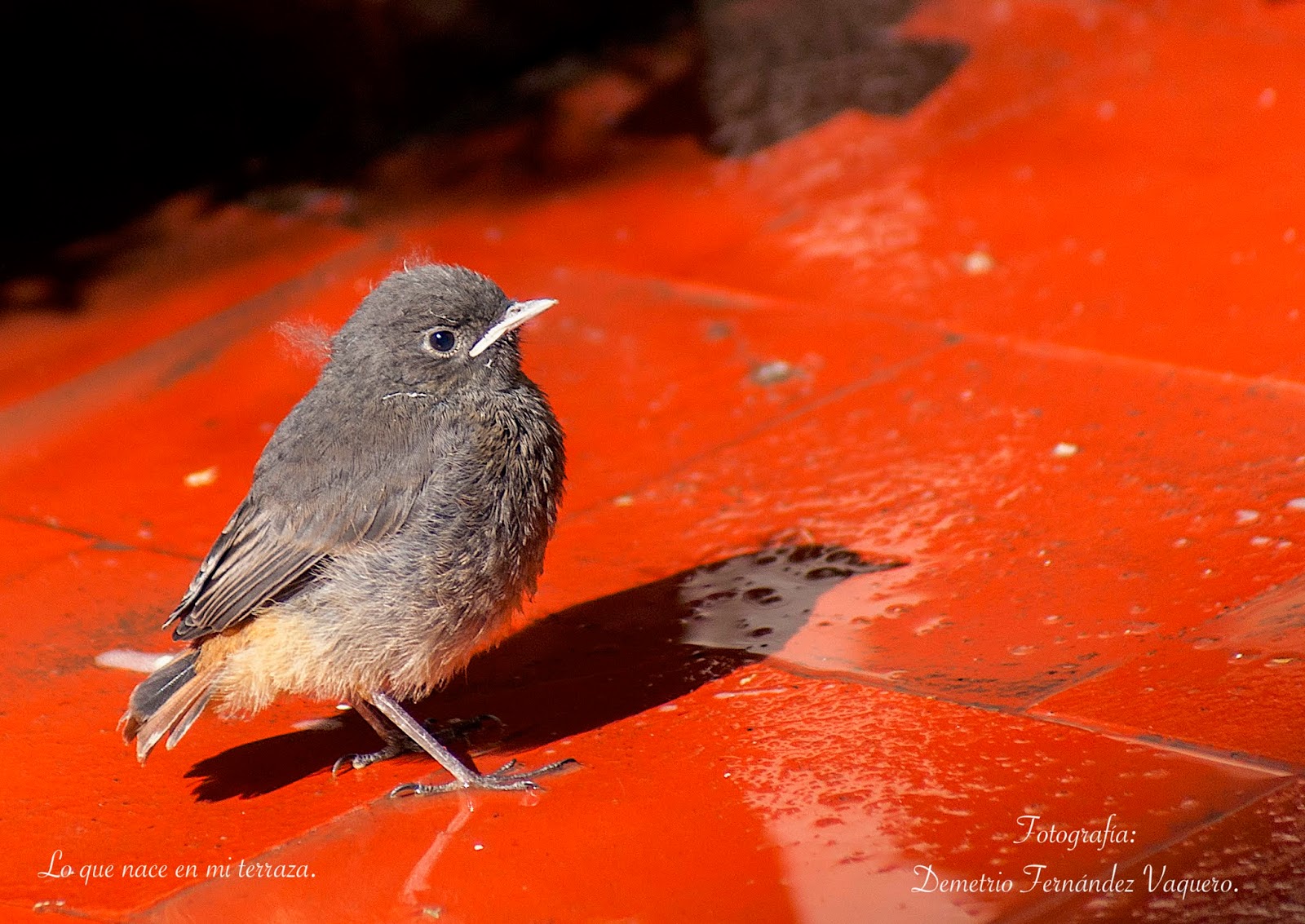Mamá colirrojo tizón, tiene su nido en mi terraza y tiene 4 pajarillos ...