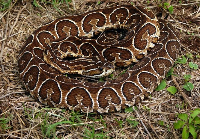 Hype noticias: Urutu a venenosa cobra brasileira....