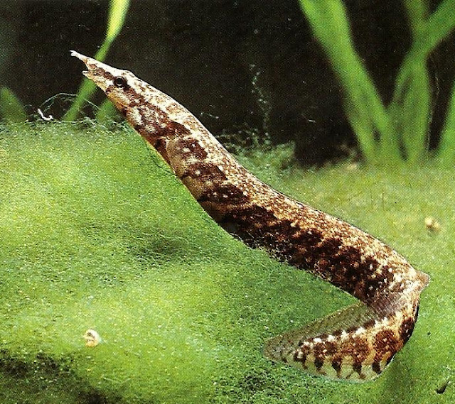 Manash (Subhaditya Edusoft): 08/07/2012 - 15/07/2012