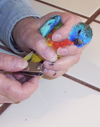 The Splendid Bourke Bird Blog: TRIMMING PARAKEET NAILS OR CLAWS
