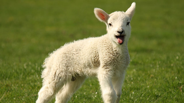Magico Micio: Perché non si dovrebbe mangiare l'agnello a Pasqua, anche ...