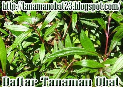 Manfaat Dan Khasiat Prasman(Eupatorium triplinerve Vahl.)