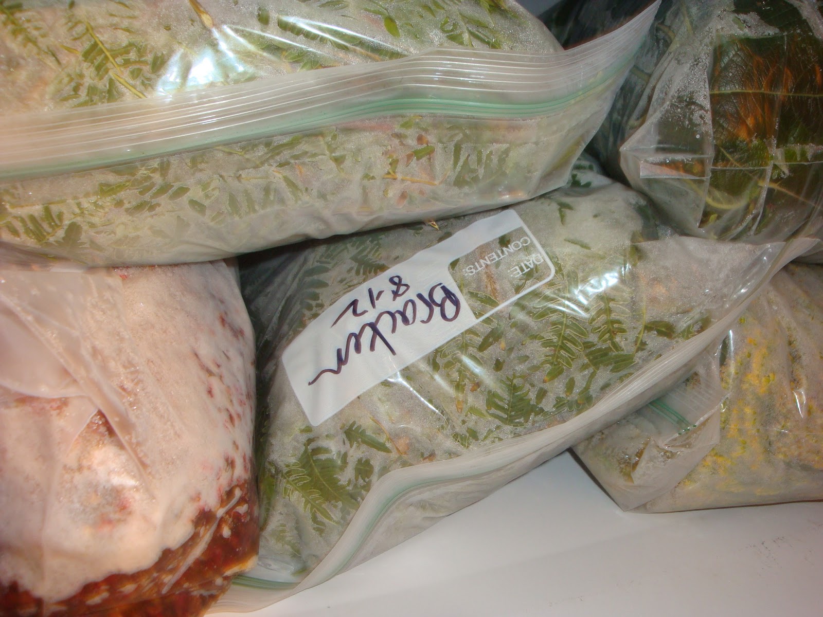 Two Red Threads: Harvesting Color -- Bracken