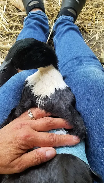 Preventing and Treating Angel Wing in Ducklings - Fresh Eggs Daily ...