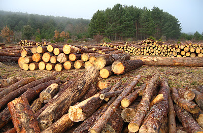 Biodiversidad en el Perù: Tala ilegal de madera en Perú