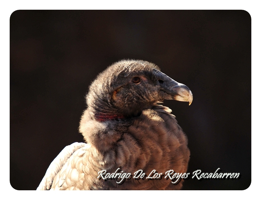 PATAGONIA EN ROJO: EVA, PICHONA DE CONDOR