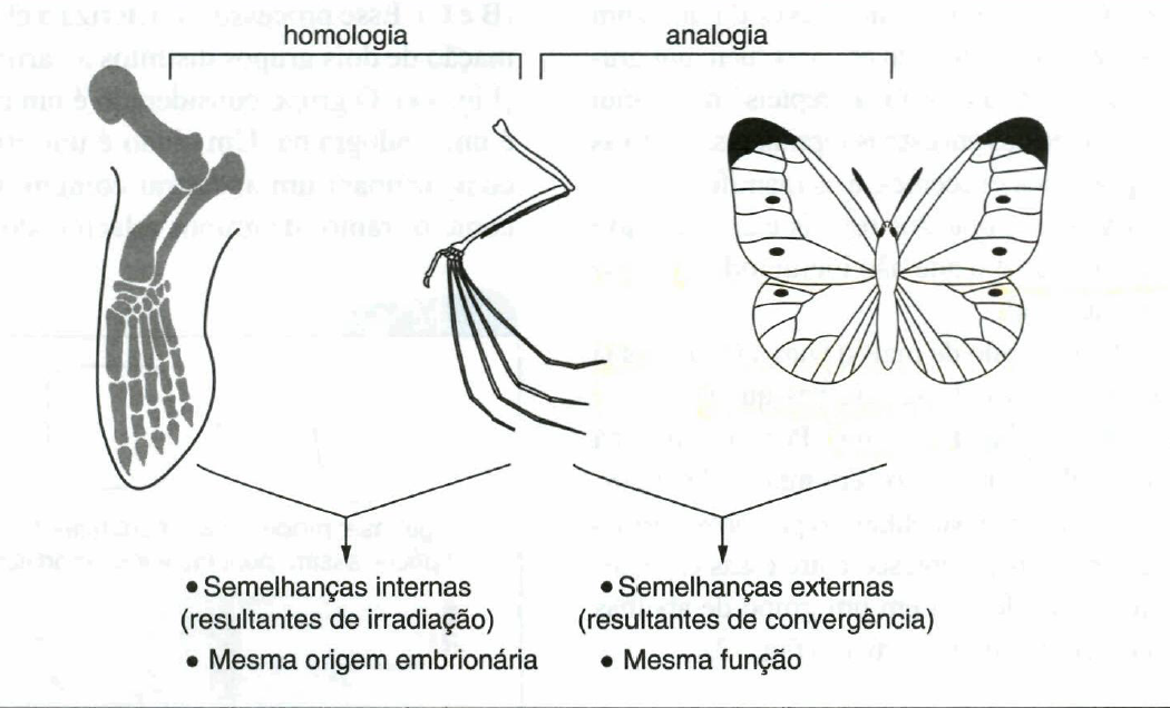 Homologia e analogia-
