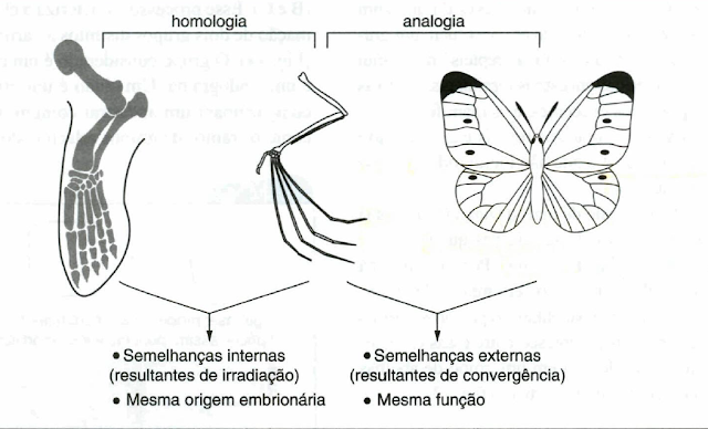 Homologia e analogia-