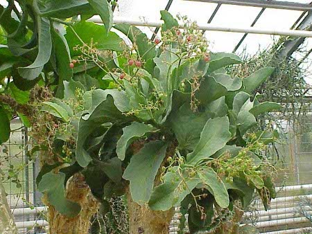 ZoomBio: As plantas mais ‘feias’ do mundo segundo a Royal Horticultural ...