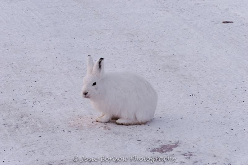 The Arctic Hare | Polar Rabbit