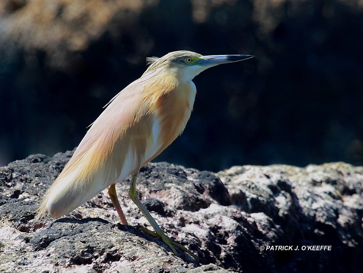 Raw Birds: SQUACCO HERON [Male] (Ardeola ralloides) Palaiochora Harbour ...