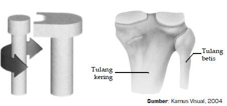 BEAUTIFUL LIFE: PENGERTIAN DAN MACAM - MACAM SENDI