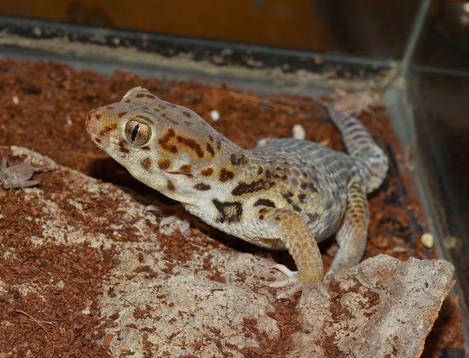 Diaz Lab Reptiles: Geckos