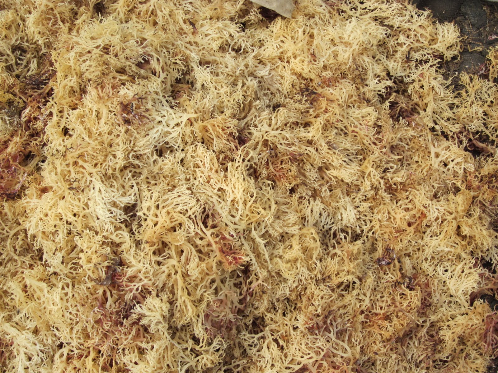 Rumput Laut Indonesia: Edible seaweed di berbagai tempat dengan ...