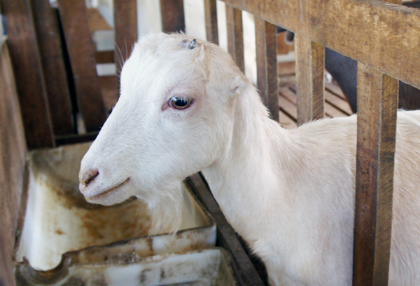 Monte Azul: NEW GOATS ARRIVE!