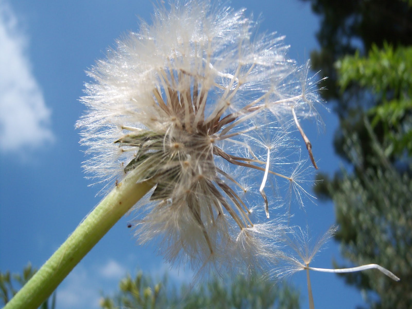 Vuelo de vilano - BOTÀNIC SERRAT