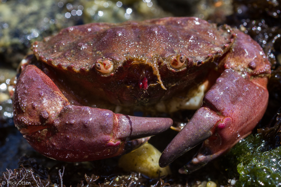Mick's marine biology: Clingfish, crabs and the best marine biology day ...